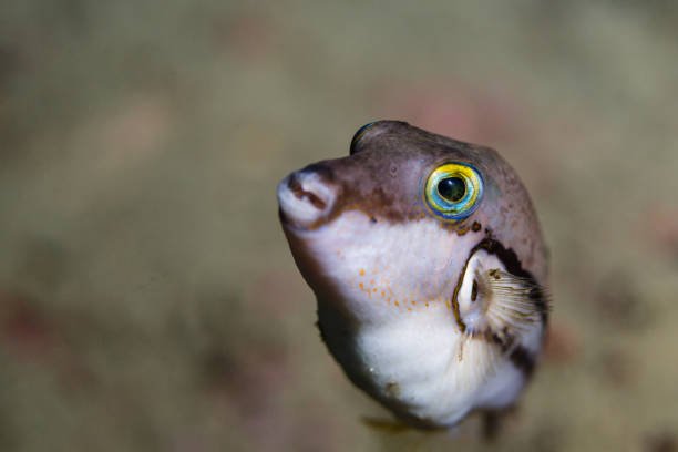 What are the Top 7 Animals That Start With U? | Pestclue