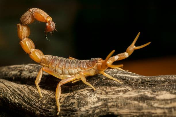 How To Identify A Bark Scorpion | Pestclue