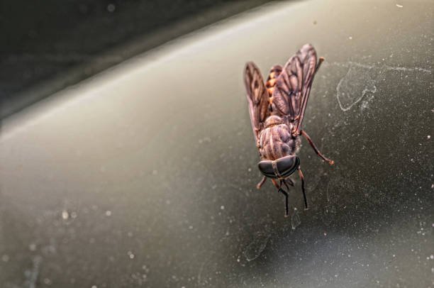 How To Get Rid Of Flies In Your Car | Pestclue