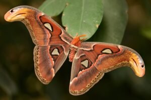 Why Do Moths Have Dust On Their Wings | Pestclue