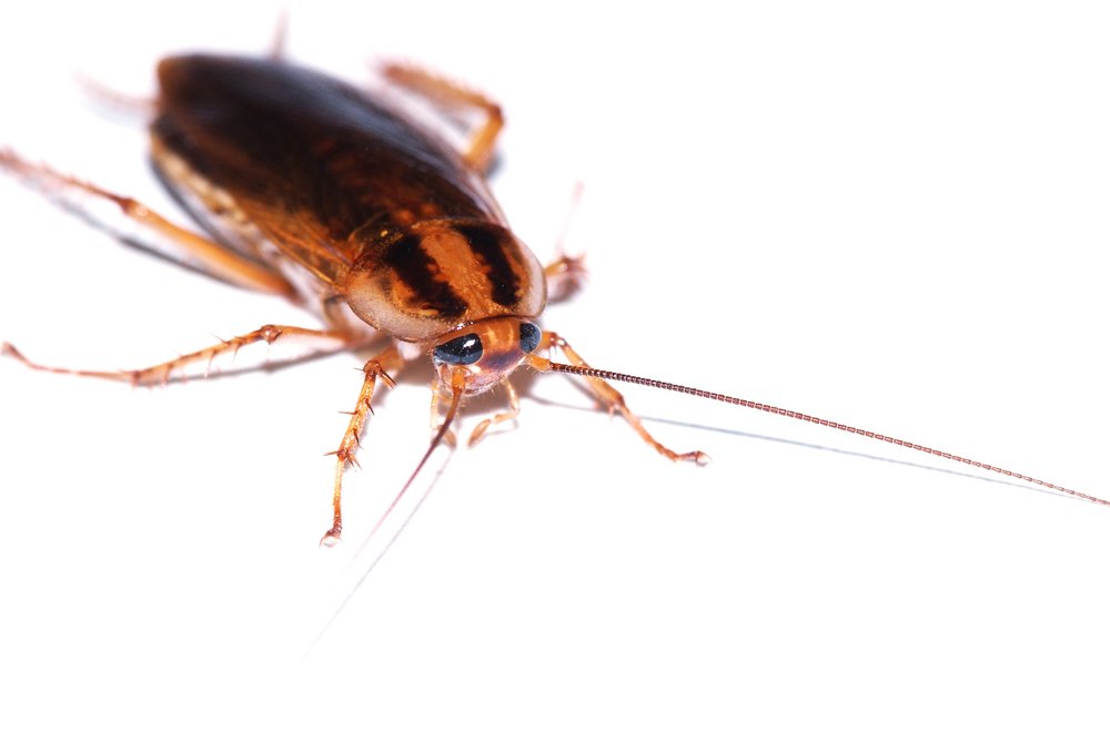 When Is Cockroach Season In Arizona? | Pestclue