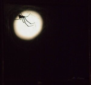 Black House Spiders In Colorado: Identifying These Unique Critters ...