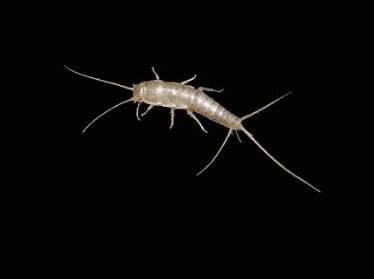 Baby Silverfish Bug: Identification & The Dangers Of Housing This Pest ...