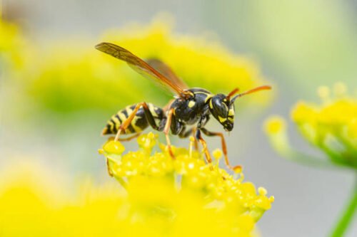 Virginia Wasps And Hornets: 4 Most Common Species | Pestclue