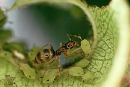 Top 8 Ant Species In Arizona: Common Ant Species In Arizona & Their ...