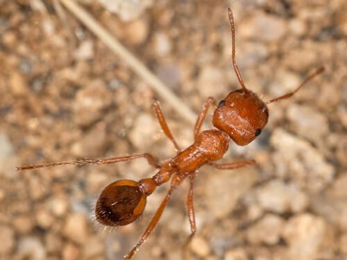 Top 8 Ant Species In Arizona: Common Ant Species In Arizona & Their ...
