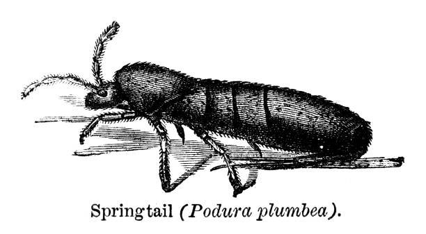 How To Get Rid Of Springtail Bugs In Your House Fast | Pestclue