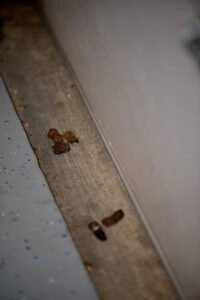 How to Find a Rat’s Nest: Signs and Locations You Should Check | Pestclue